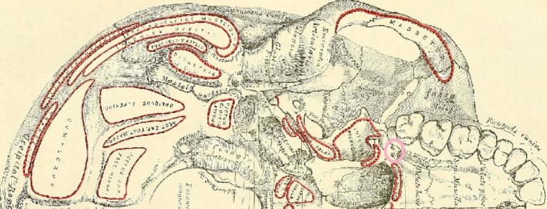 Palatine Bone - The Definitive Guide | Biology Dictionary Palatine Bone - The Definitive Guide | Biology Dictionary