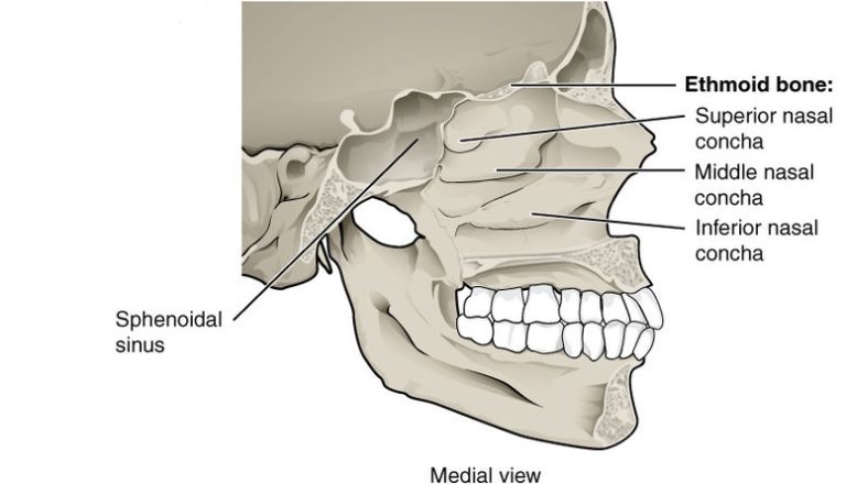 Palatine Bone - The Definitive Guide | Biology Dictionary Palatine Bone - The Definitive Guide | Biology Dictionary