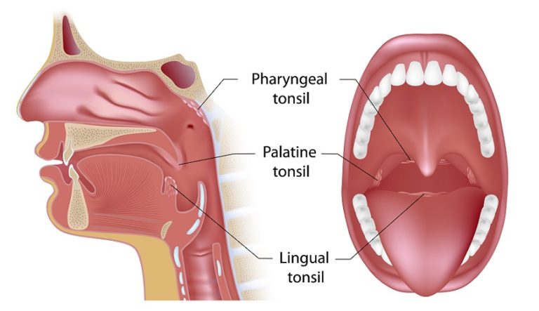 Palatine Bone - The Definitive Guide | Biology Dictionary Palatine Bone - The Definitive Guide | Biology Dictionary