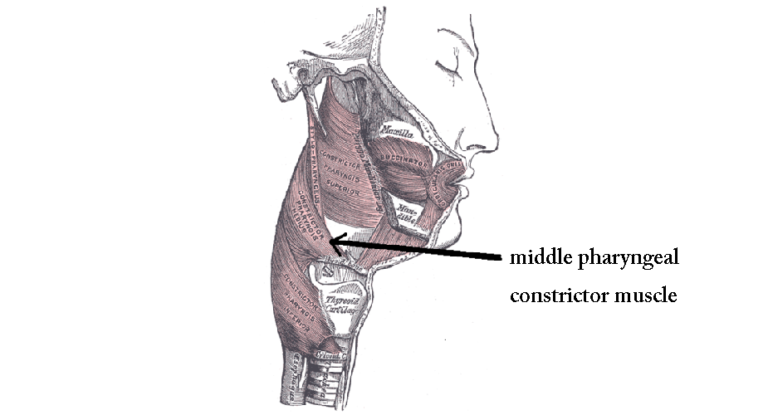 Hyoid Bone - The Definitive Guide | Biology Dictionary