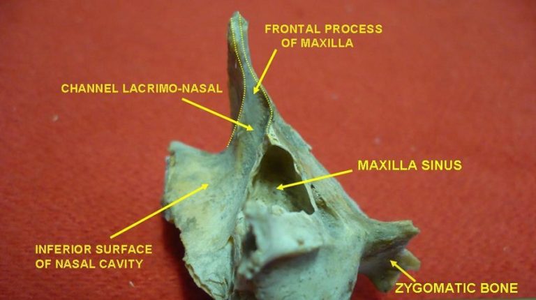 Maxilla Bone - The Definitive Guide | Biology Dictionary