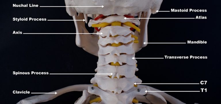 Hyoid Bone - The Definitive Guide | Biology Dictionary