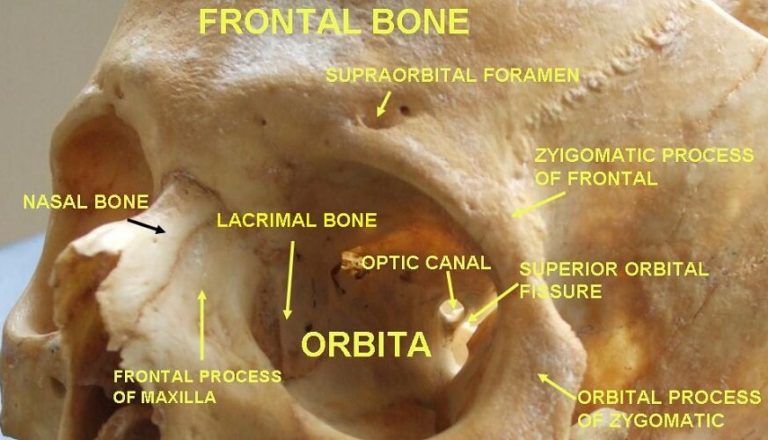 Sphenoid Bone - The Definitive Guide | Biology Dictionary