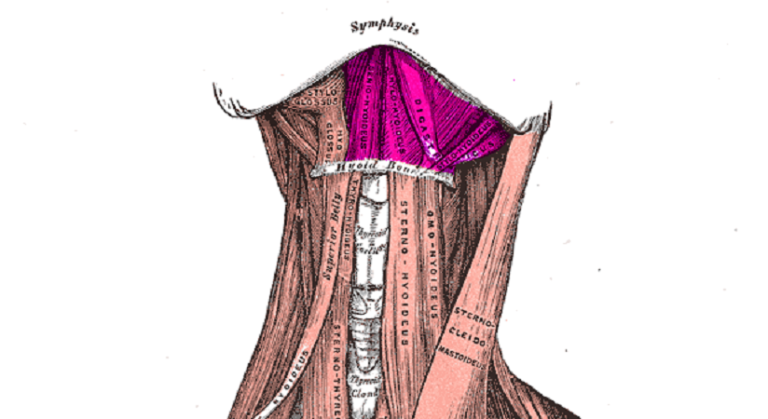 Hyoid Bone - The Definitive Guide | Biology Dictionary