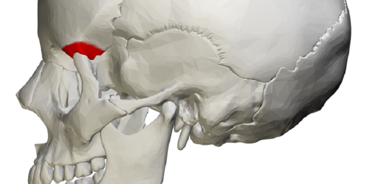 Frontal Bone - The Definitive Guide | Biology Dictionary
