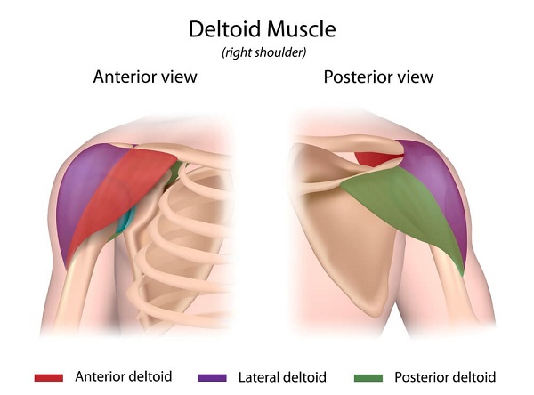 Deltoid Muscle Biology Dictionary