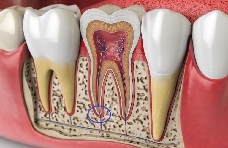 Foramen - The Definitive Guide | Biology Dictionary