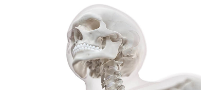 The Skull - The Definitive Guide | Biology Dictionary