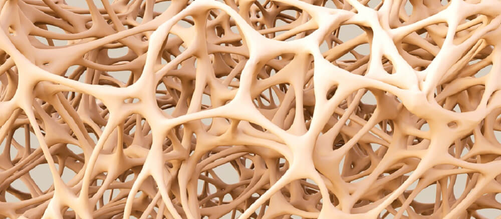 Parietal Bone The Definitive Guide Biology Dictionary