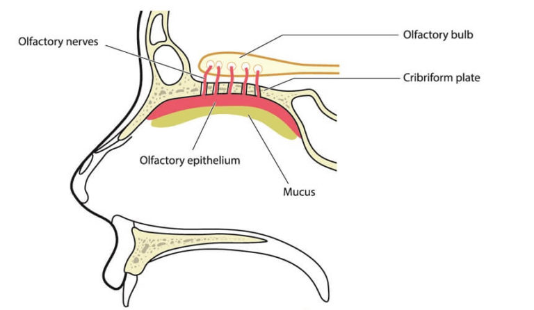 Foramen - The Definitive Guide | Biology Dictionary