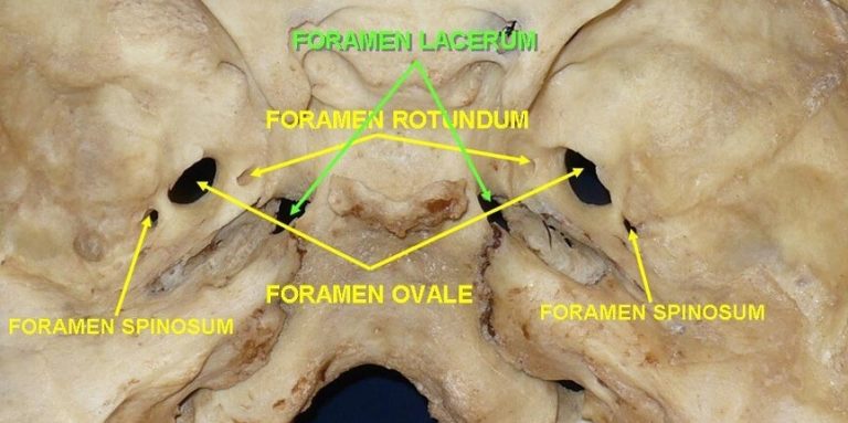 Temporal Bone - The Definitive Guide | Biology Dictionary Temporal Bone - The Definitive Guide | Biology Dictionary