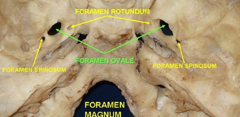 Foramen - The Definitive Guide