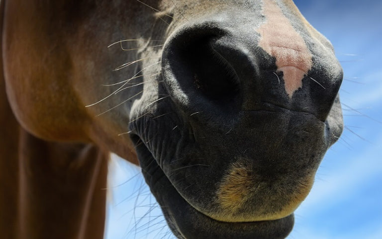 Zygomatic Bone - The Definitive Guide | Biology Dictionary