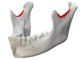 Mandible - The Definitive Guide | Biology Dictionary