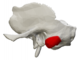 Temporal Bone - The Definitive Guide