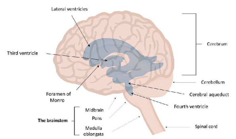 Foramen - The Definitive Guide | Biology Dictionary