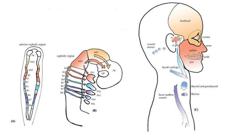 Cranial Bones - The Definitive Guide | Biology Dictionary