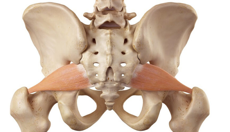 Foramen - The Definitive Guide | Biology Dictionary
