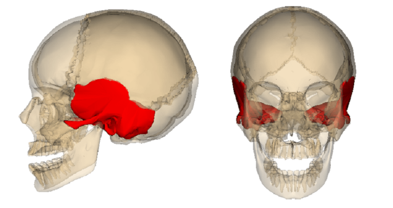 Temporal Bone - The Definitive Guide | Biology Dictionary Temporal Bone - The Definitive Guide | Biology Dictionary