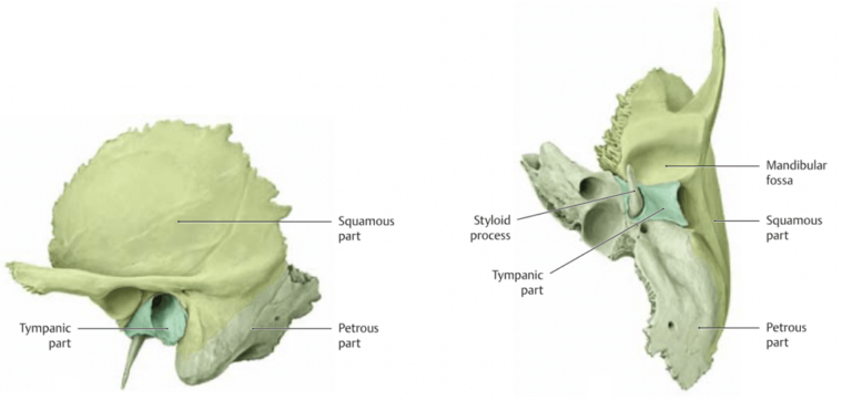 Temporal Bone - The Definitive Guide | Biology Dictionary Temporal Bone - The Definitive Guide | Biology Dictionary