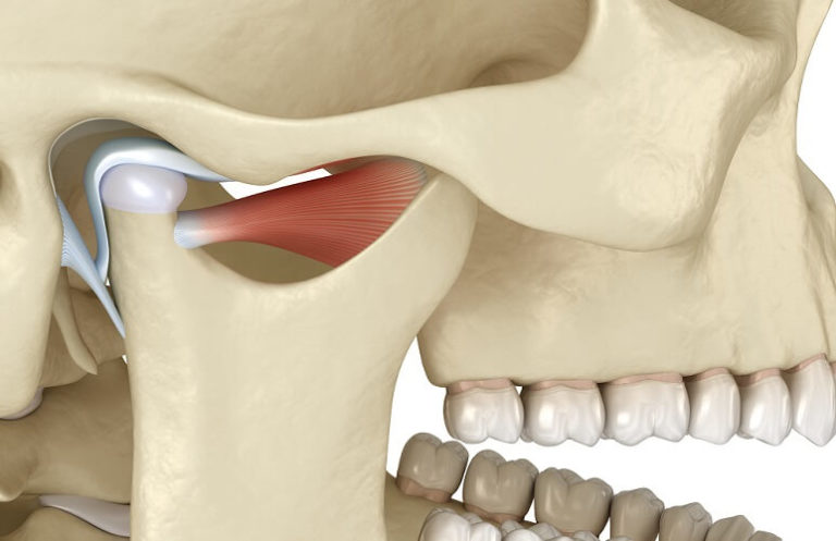 Temporal Bone - The Definitive Guide | Biology Dictionary Temporal Bone - The Definitive Guide | Biology Dictionary