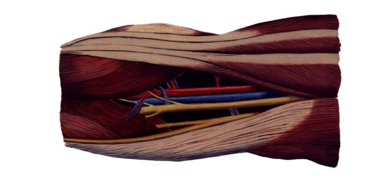 Muscle Atrophy - The Definitive Guide | Biology Dictionary