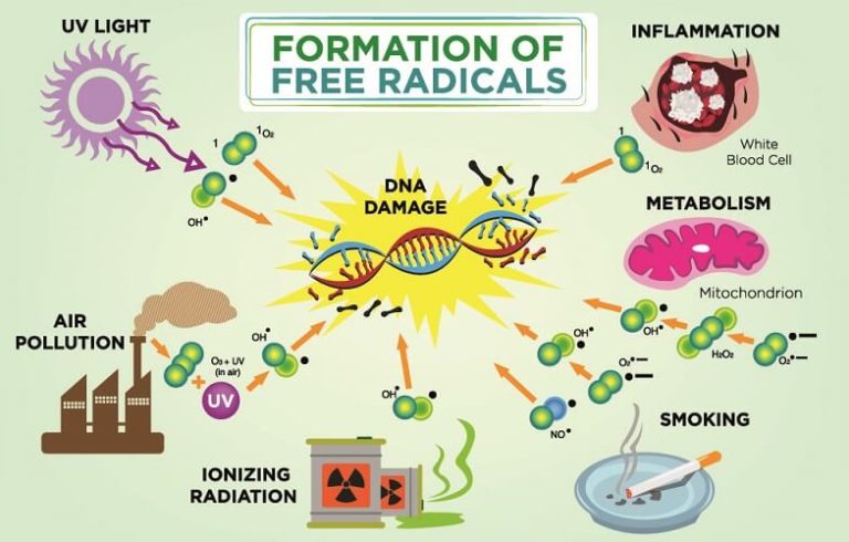 Oxidative Stress - The Definitive Guide | Biology Dictionary Oxidative Stress - The Definitive Guide | Biology Dictionary