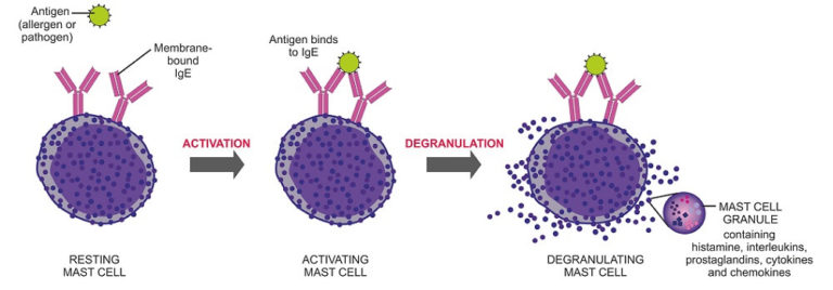 Connective Tissue - The Definitive Guide | Biology Dictionary