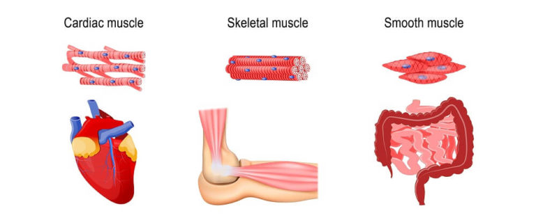 Muscle Atrophy - The Definitive Guide | Biology Dictionary