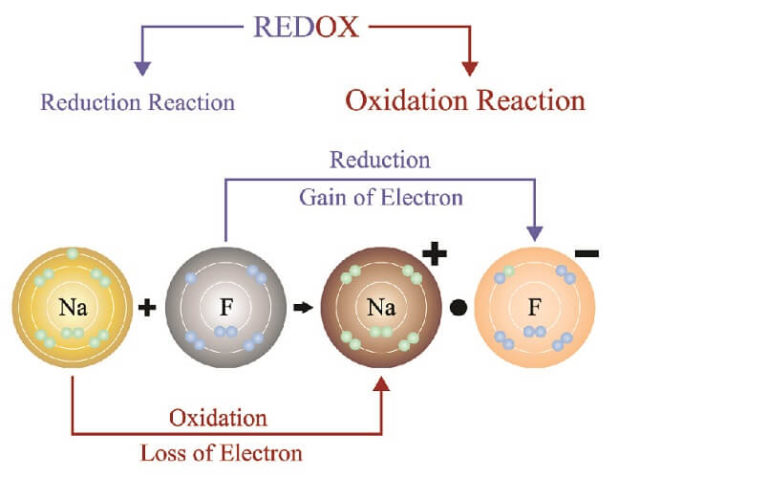Oxidative Stress - The Definitive Guide | Biology Dictionary Oxidative Stress - The Definitive Guide | Biology Dictionary