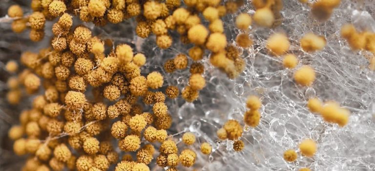 Clostridium Botulinum - The Definitive Guide | Biology Dictionary