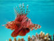 Lionfish - Facts and Beyond | Biology Dictionary