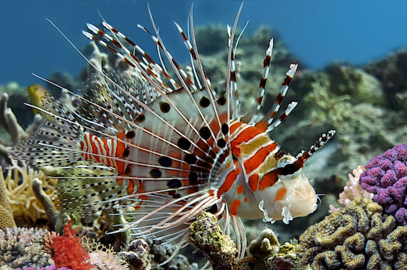 Lionfish Facts And Beyond Biology Dictionary