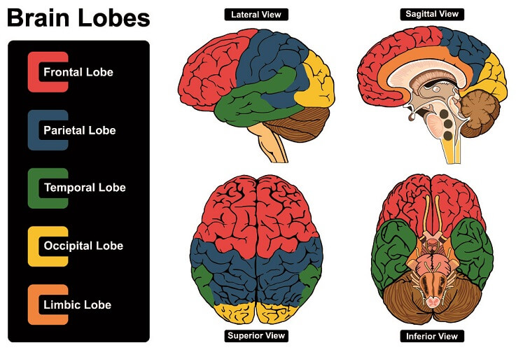 Cerebrum The Definitive Guide Biology Dictionary