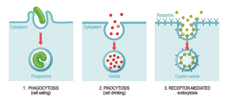Intrinsic Factor - The Definitive Guide