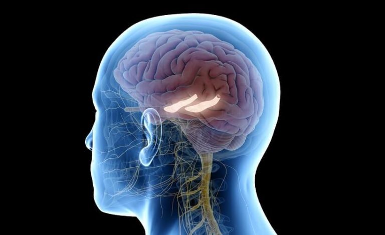 Cerebrum The Definitive Guide Biology Dictionary