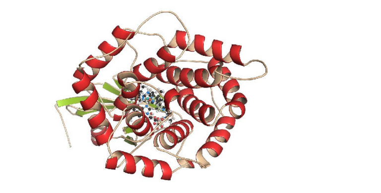 Intrinsic Factor - The Definitive Guide | Biology Dictionary