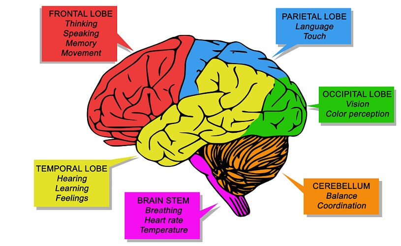 Expressive Aphasia The Definitive Guide Biology Dictionary