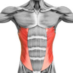 Oblique Muscle - The Definitive Guide