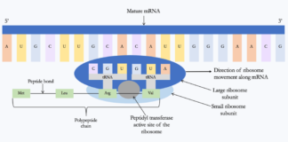 Gene Expression - The Definitive Guide | Biology Dictionary