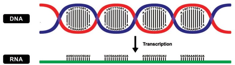 Gene Expression - The Definitive Guide | Biology Dictionary