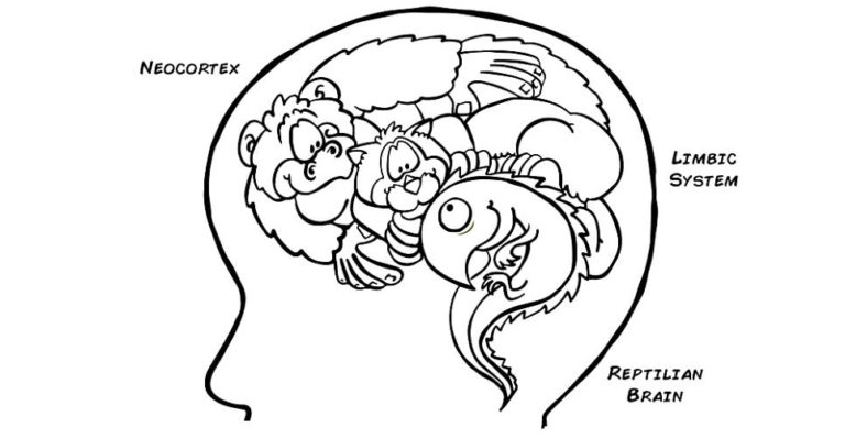 Cerebrum - The Definitive Guide | Biology Dictionary