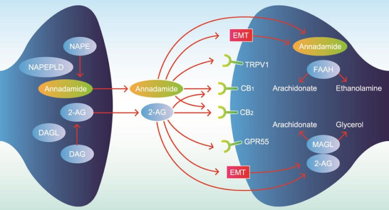 Endocannabinoid System - The Definitive Guide | Biology Dictionary