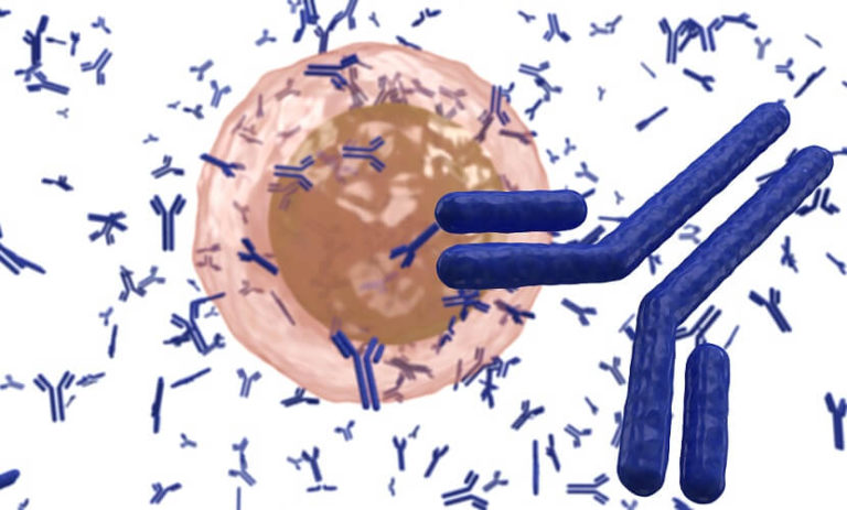 Humoral Immunity - The Definitive Guide | Biology Dictionary