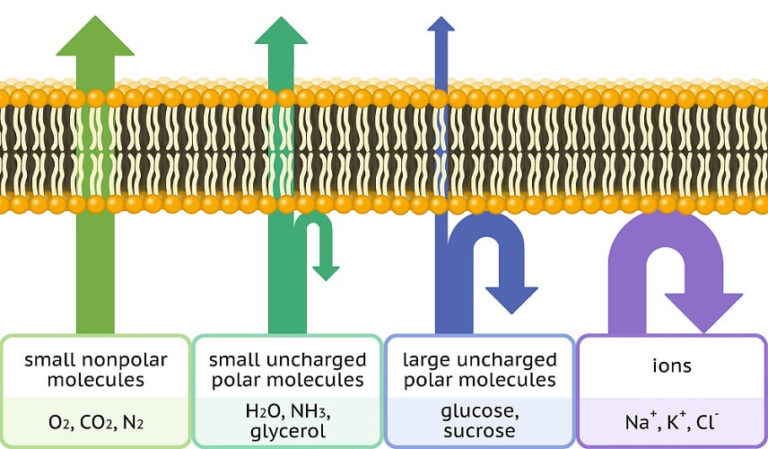 Capillary - The Definitive Guide | Biology Dictionary