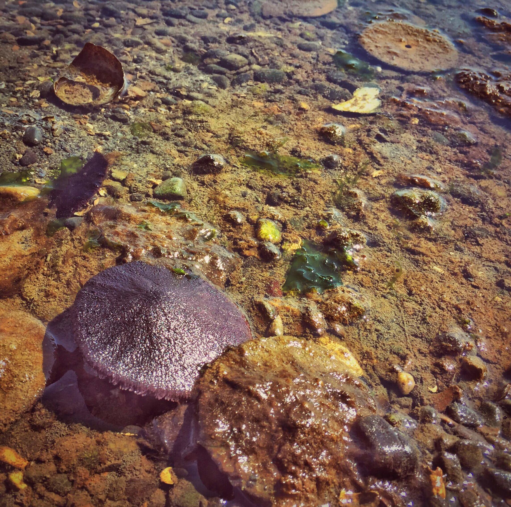 Sand Dollar - Facts and Beyond