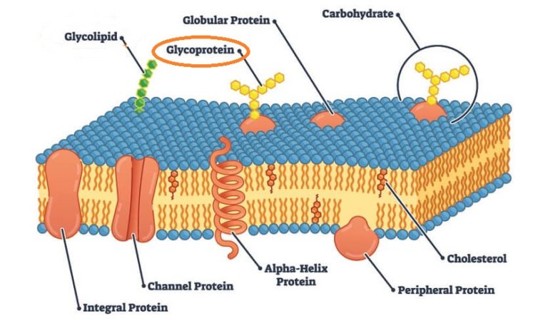 Glycoprotein - The Definitive Guide | Biology Dictionary