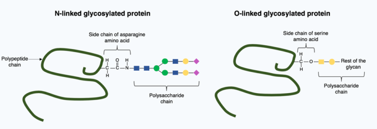 Glycoprotein - The Definitive Guide | Biology Dictionary
