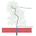 Glycoprotein - The Definitive Guide | Biology Dictionary