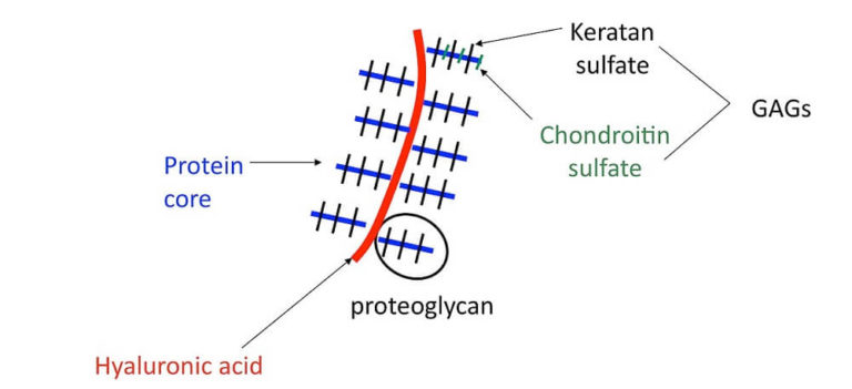 Glycoprotein - The Definitive Guide